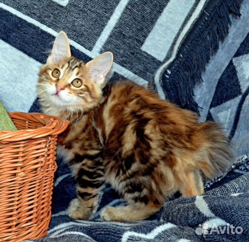 Продажа котенок Курильский бобтейл