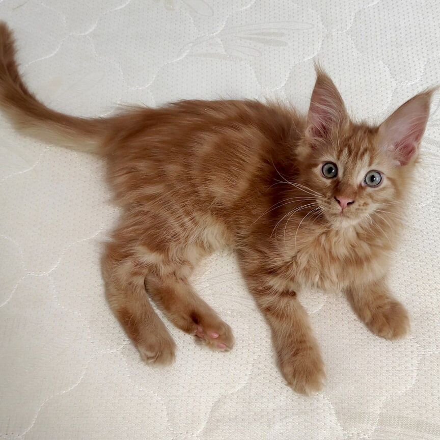 Мейн-кун котёнок