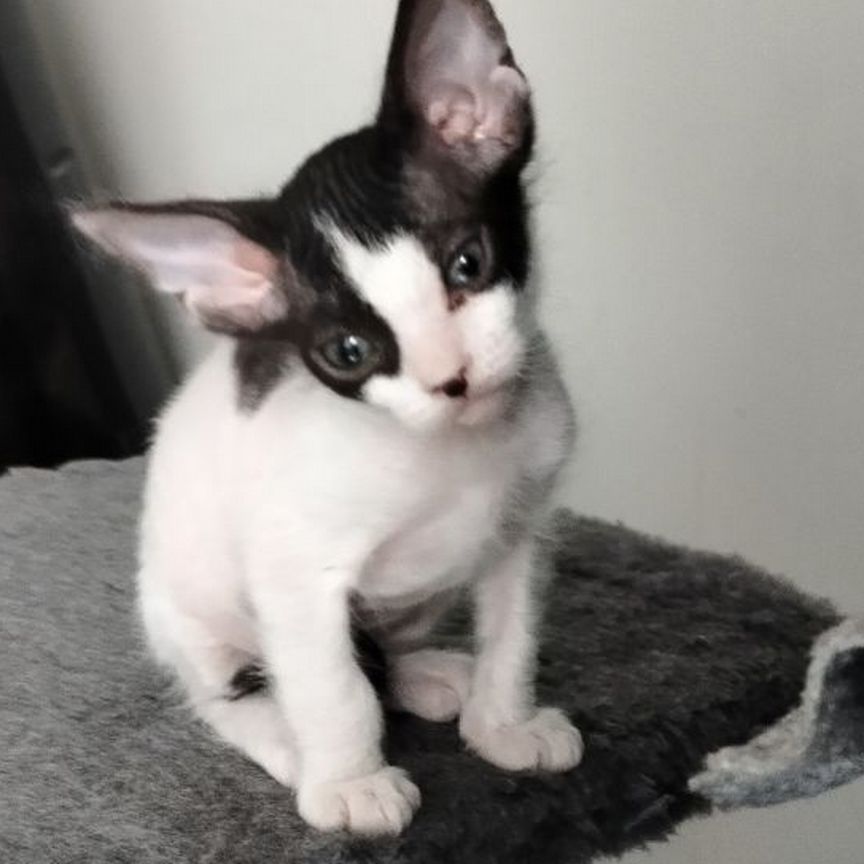 Канадский сфинкс котёнок