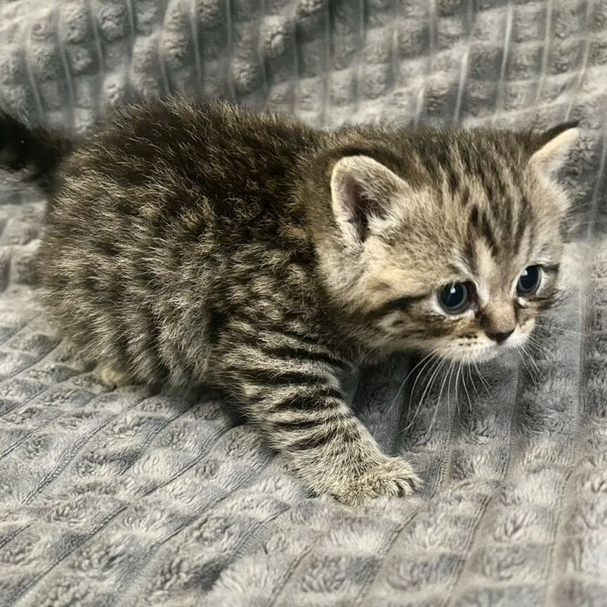 Шотландские кошечки