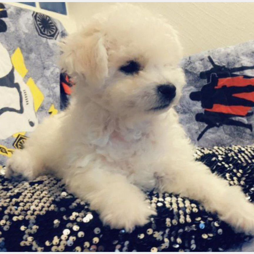 Бишон фризе щенки