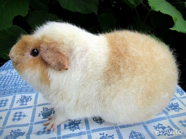 Морская свинка американский тедди