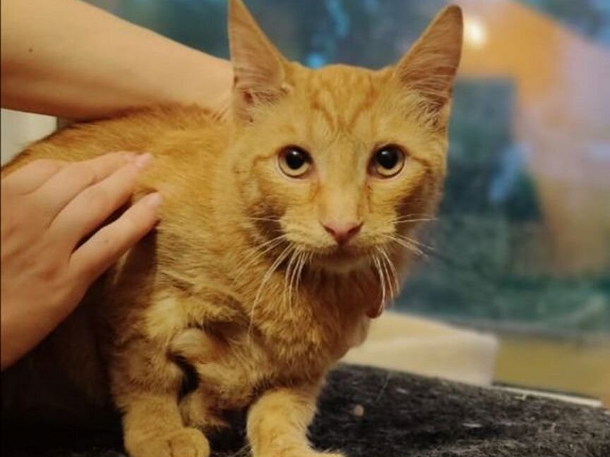 Ого, какой рыжий кот