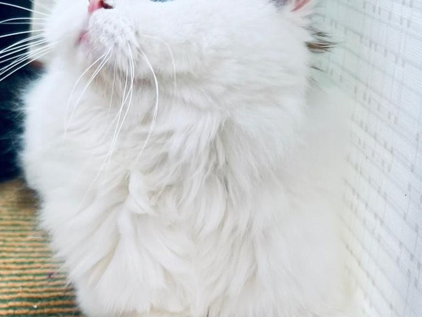 Котята хайленд фолд
