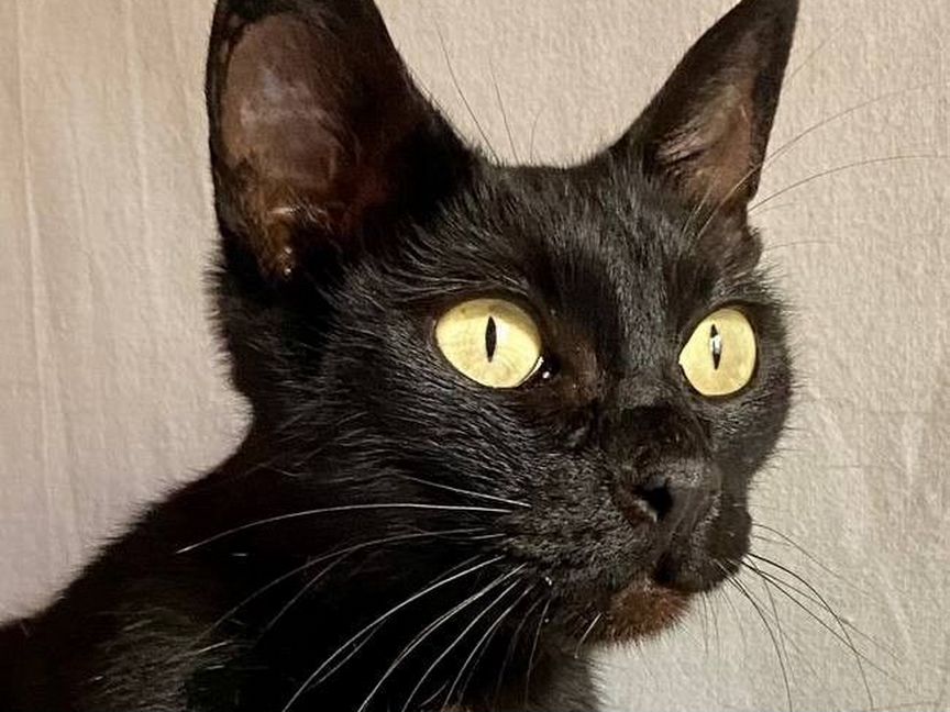 Ласковая черная кошка Джейн