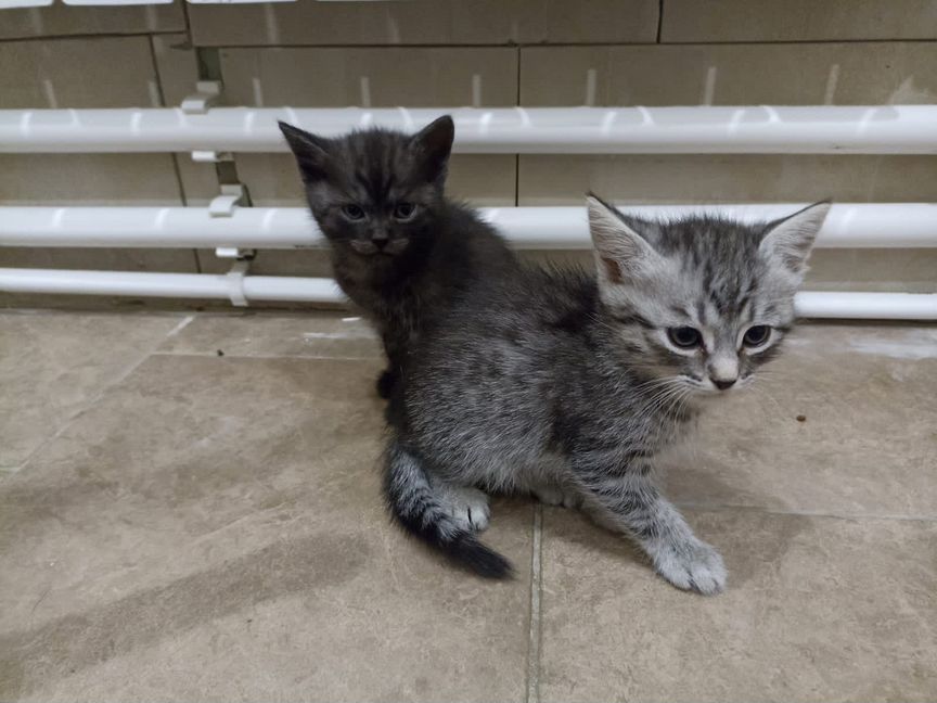 Красивые котята в хорошие руки