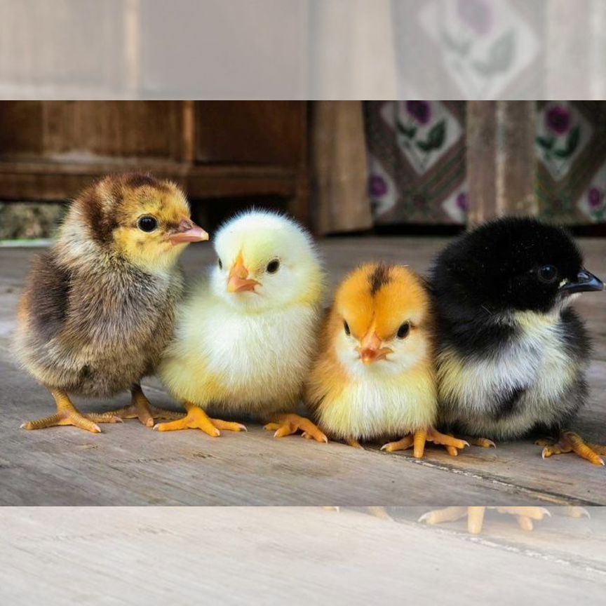 Цыплята несушки