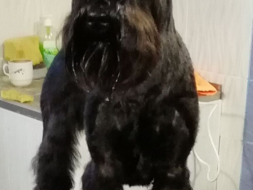 Цвергшнауцер щенки