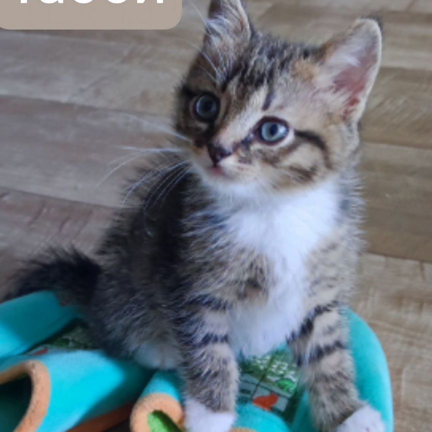 Тойгер котёнок
