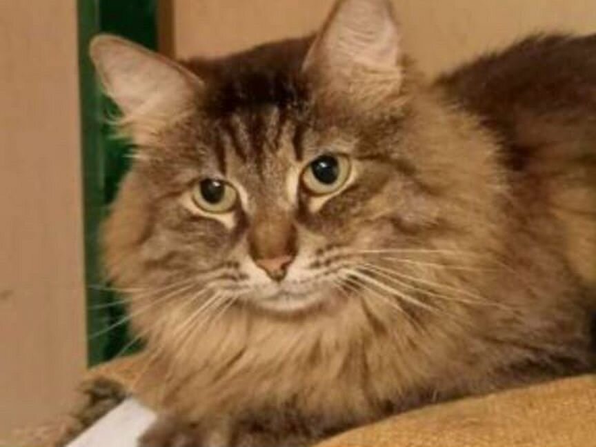 Сибирская кошка бесплатно