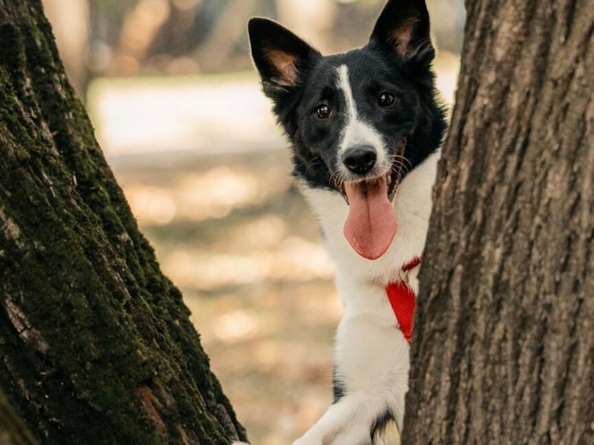 Собака в добрые руки