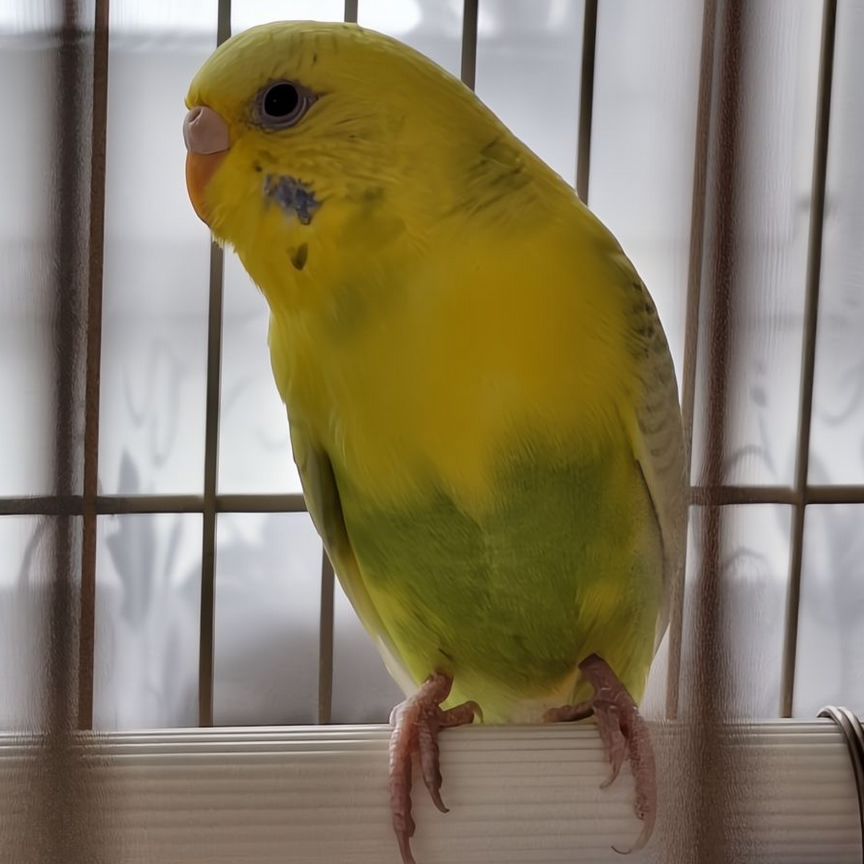 Волнистый попугай  большая клетка