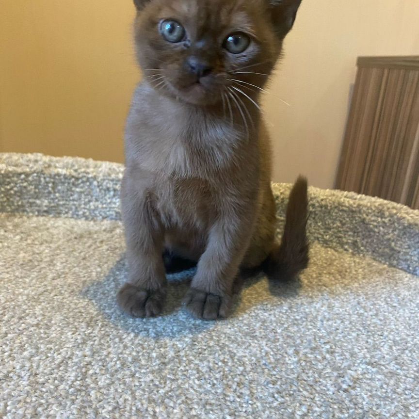 Бурманские котята