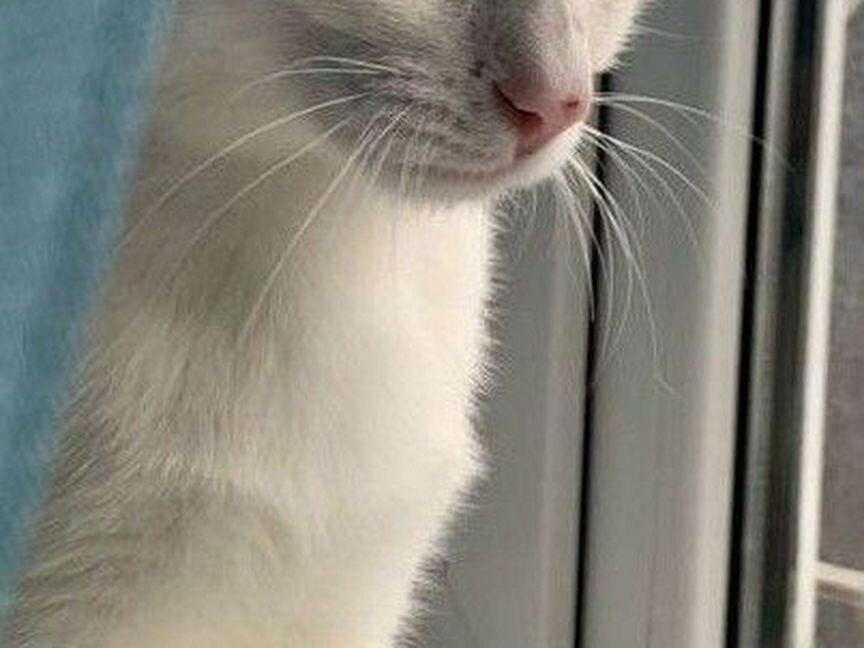 Котик