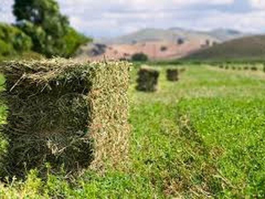 Сено и солома ячменная рулонах люцерна