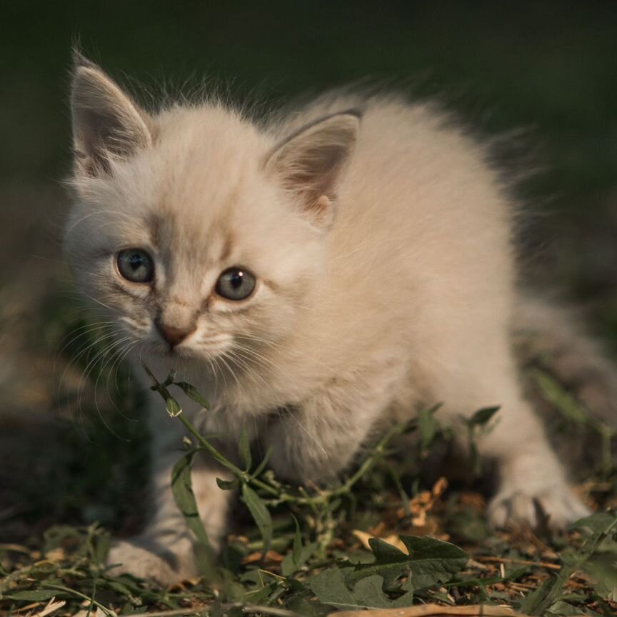 Котенок Кексик в добрые руки
