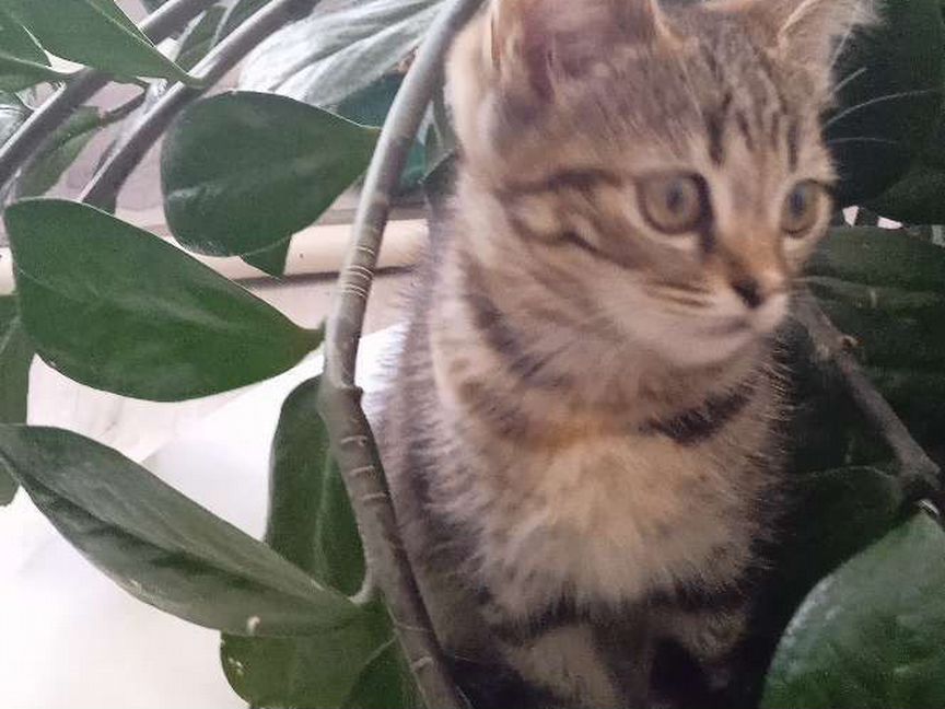 Кошечка в добрые руки