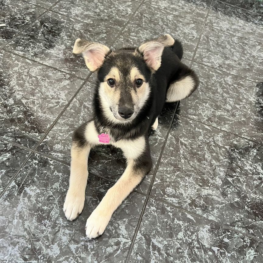 Собака в добрые руки отдам бесплатно