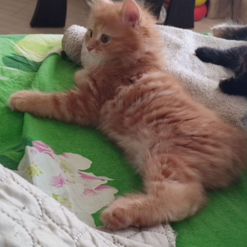 Котята рыськи, алабайчики