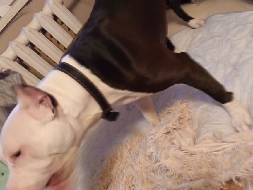 Стаффордширский терьер