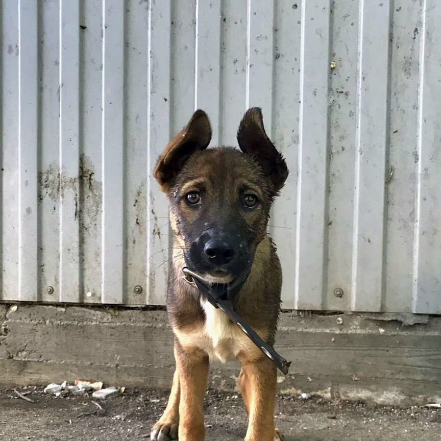 Щенок похожий на волчонка в дар