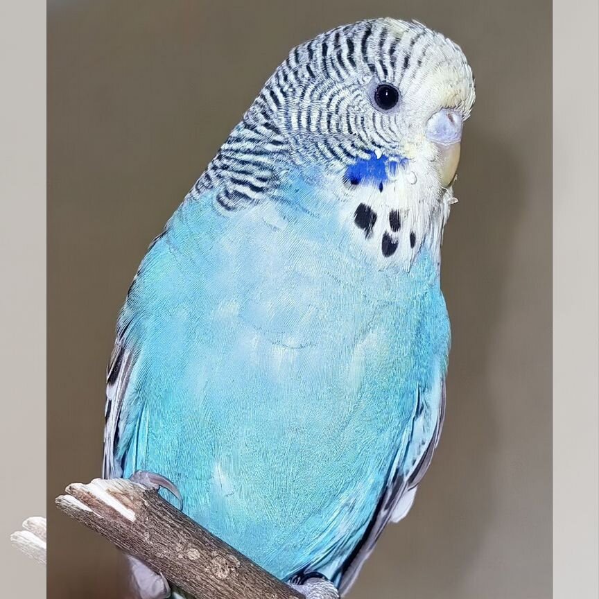 Волнистый попугай получех