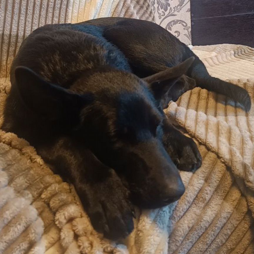 Немецкая овчарка, щенок