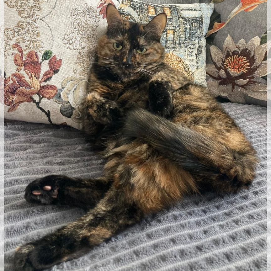 Взрослая, кошка в добрые руки