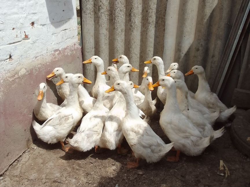 Утята и муларды