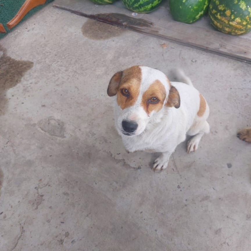 Мелкая собачка