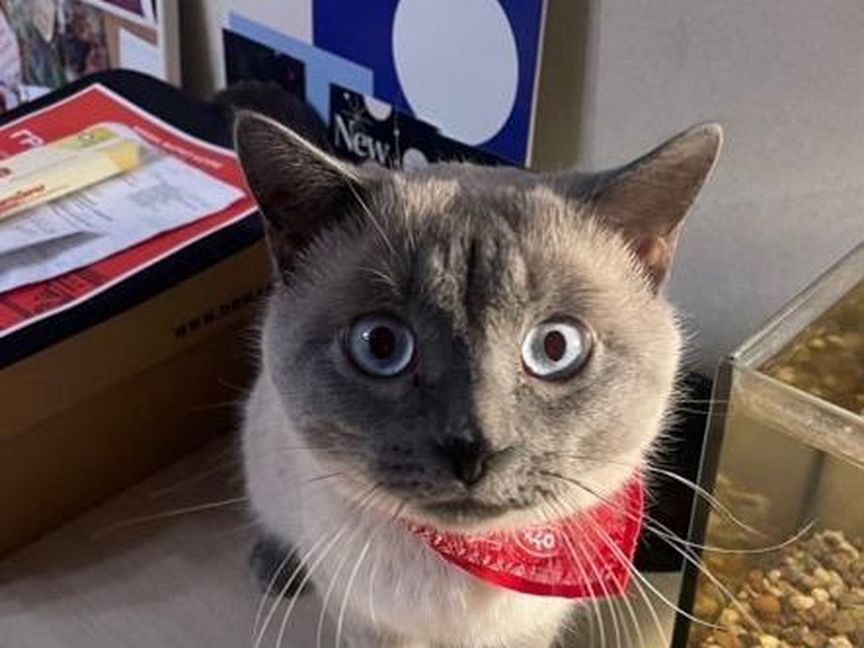 Кот на вязку