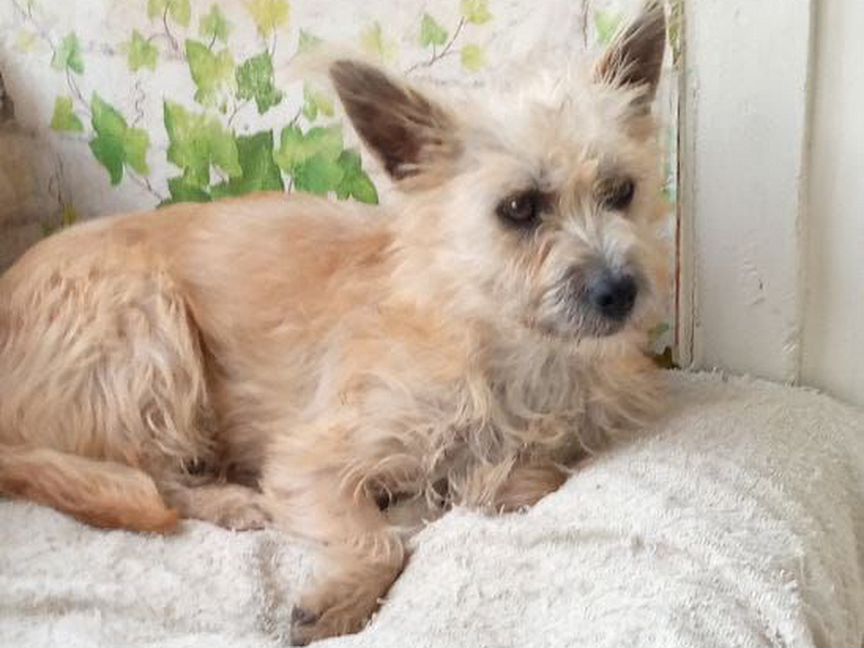 Хорошая девочка Джуна ищет семью