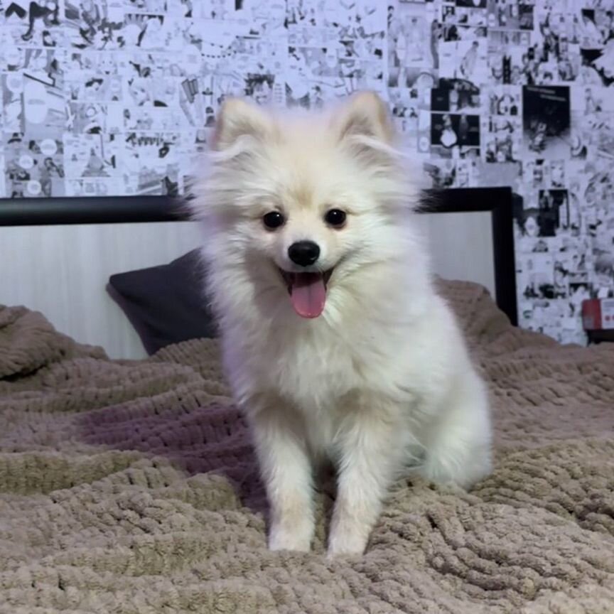 Померанский шпиц, щенок