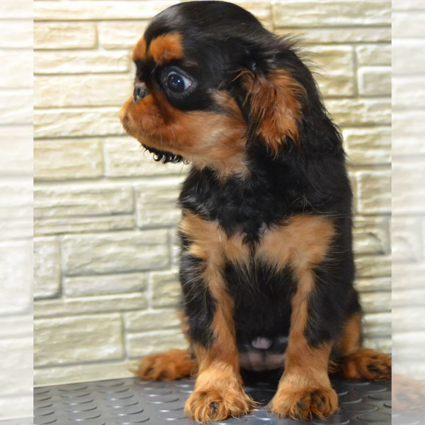 Кавалер кинг-чарльз-спаниель, щенок