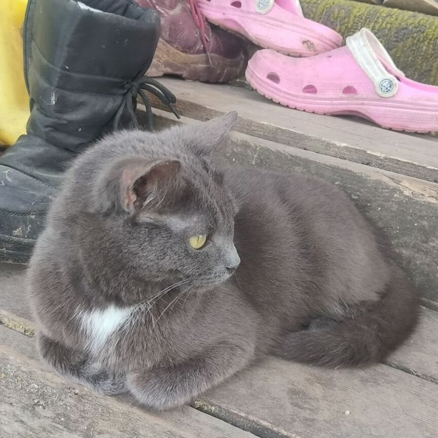 Взрослая, кошка в добрые руки