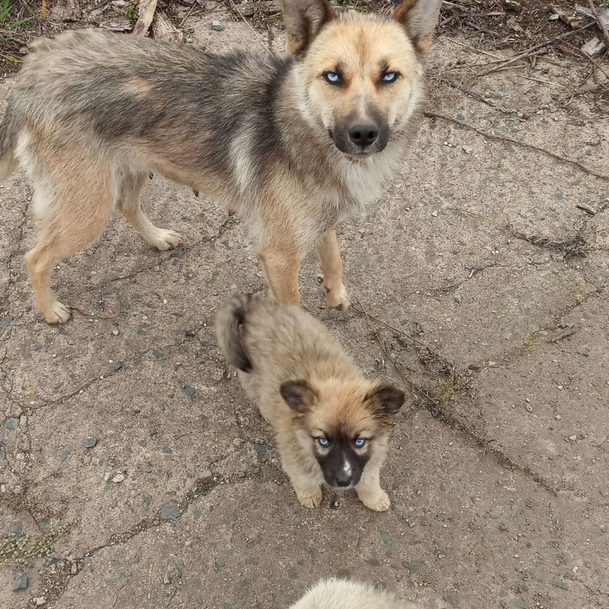 Щенки голубоглазые бесплатно