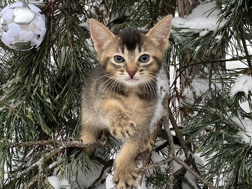 Котята чаузи Ф4