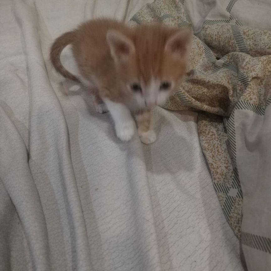 Котята в добрые руки приучены к лотку