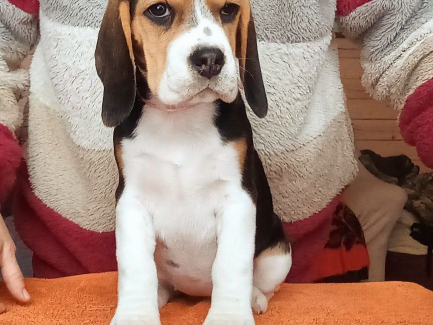 Щенки бигля красивые, яркие, здоровые