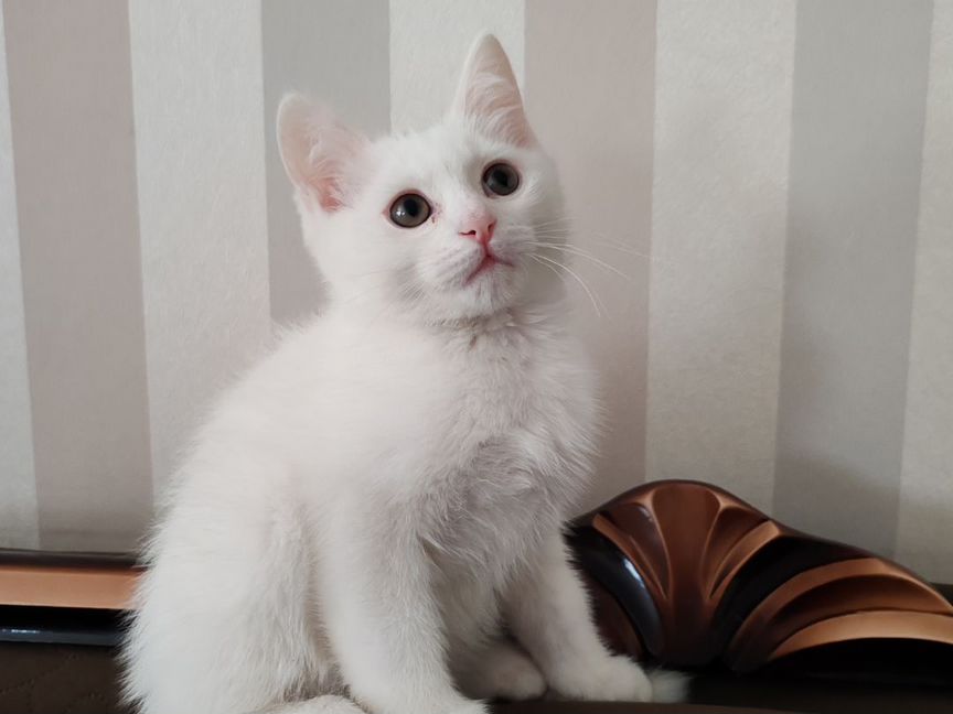 Котенок као мани