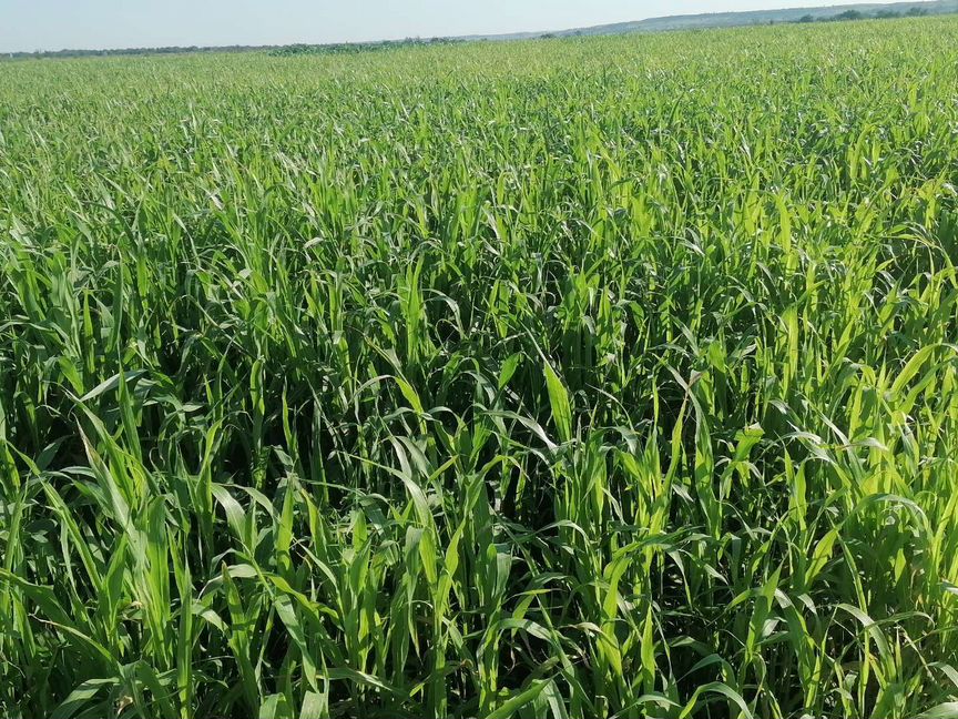 Сено в рулонах