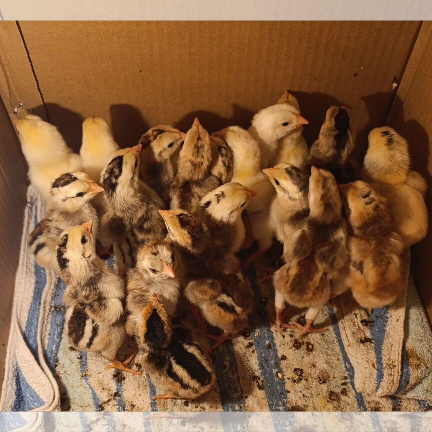 Продам суточных цыплят, бойцовой породы японцы