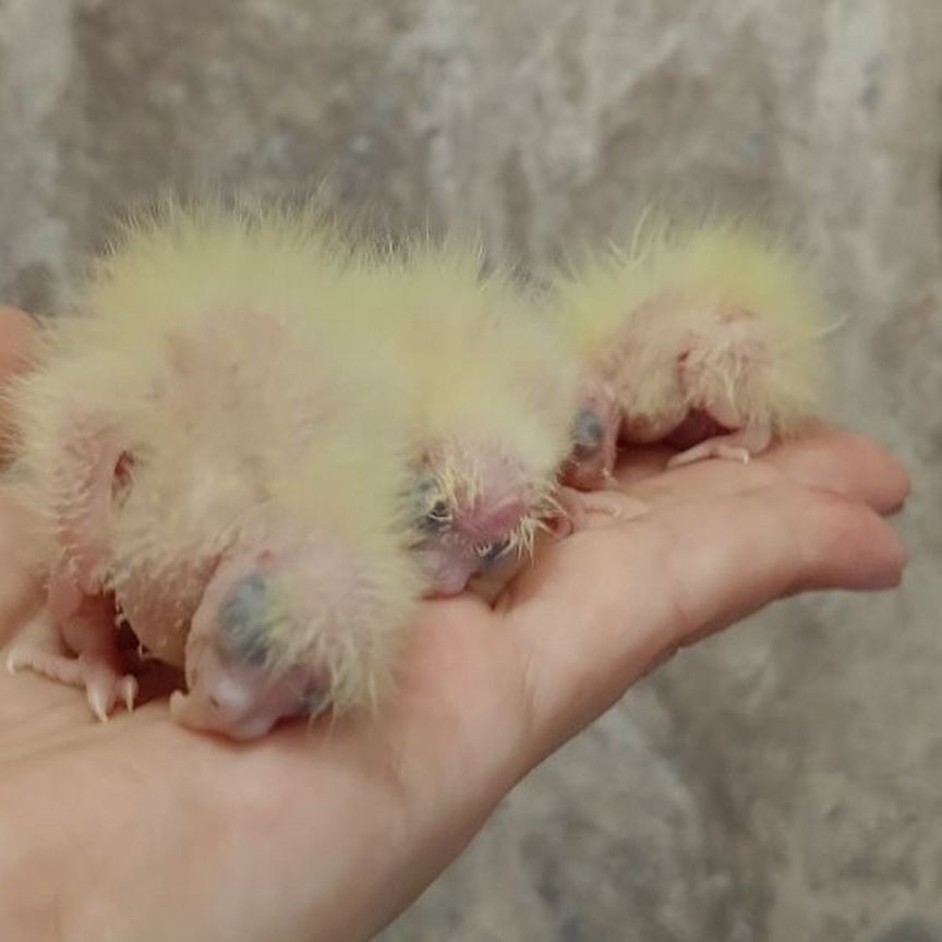 Попугай Корелла. Ручные выкормыши