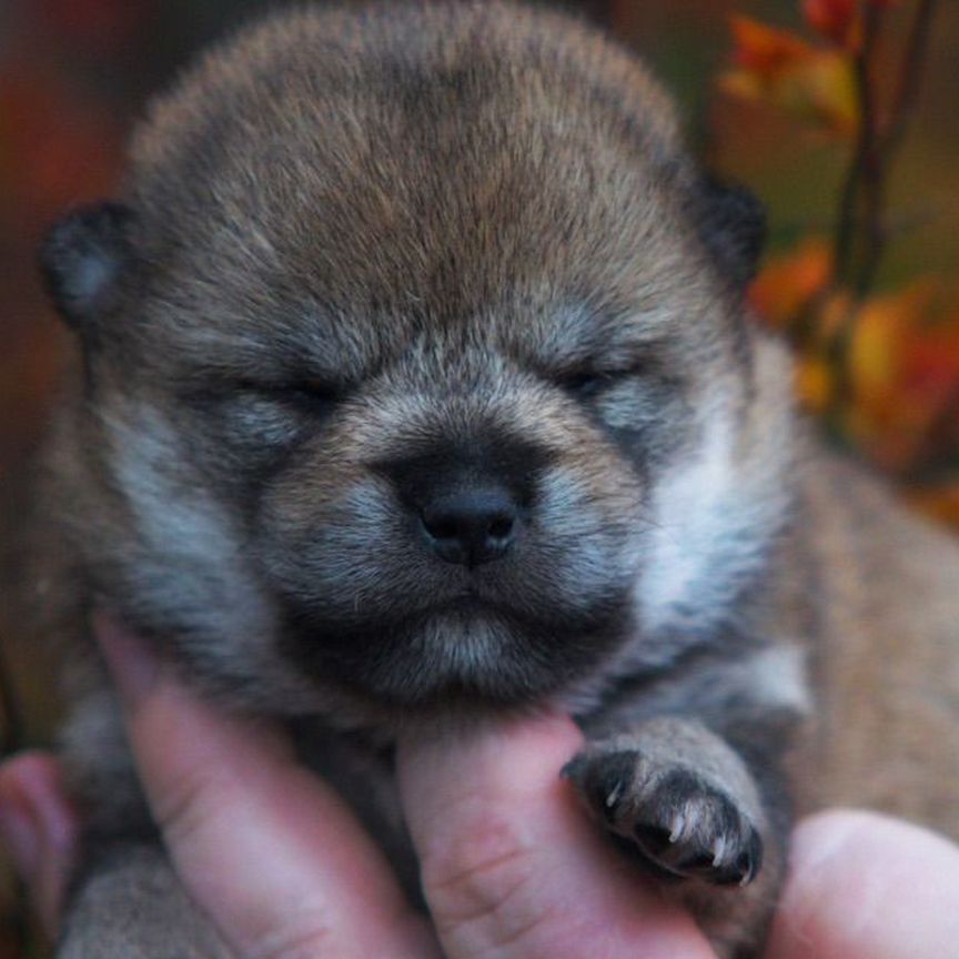 Сиба-ину, щенок