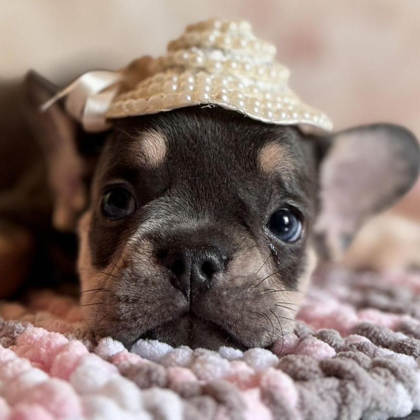 Французский бульдог щенки