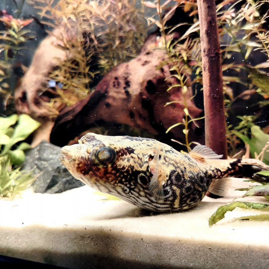 Pufferfish PaoPalembangensis