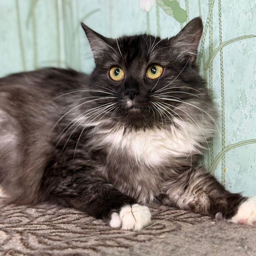 Шикарная кошечка Лаванда