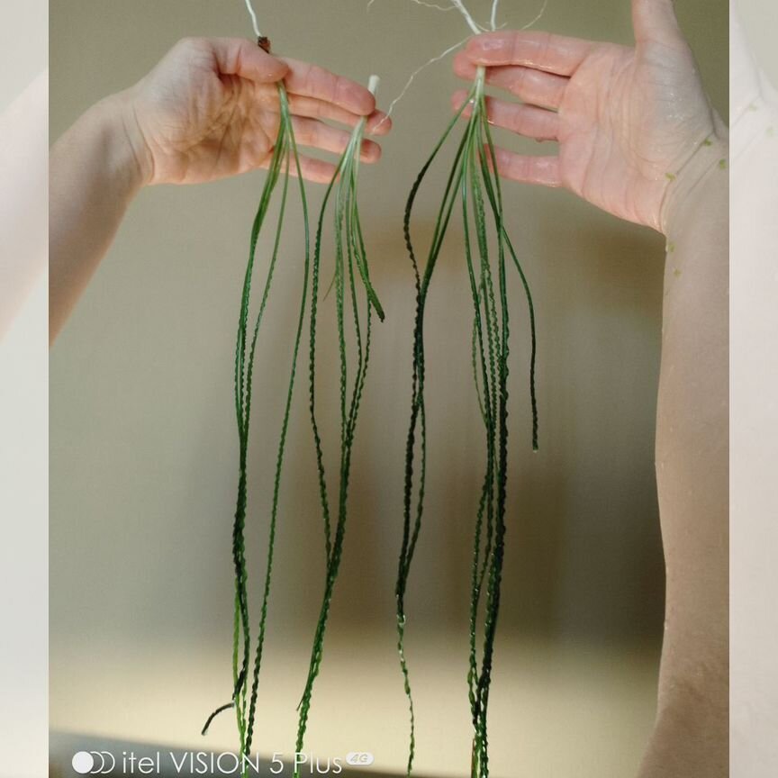 Кринум продам