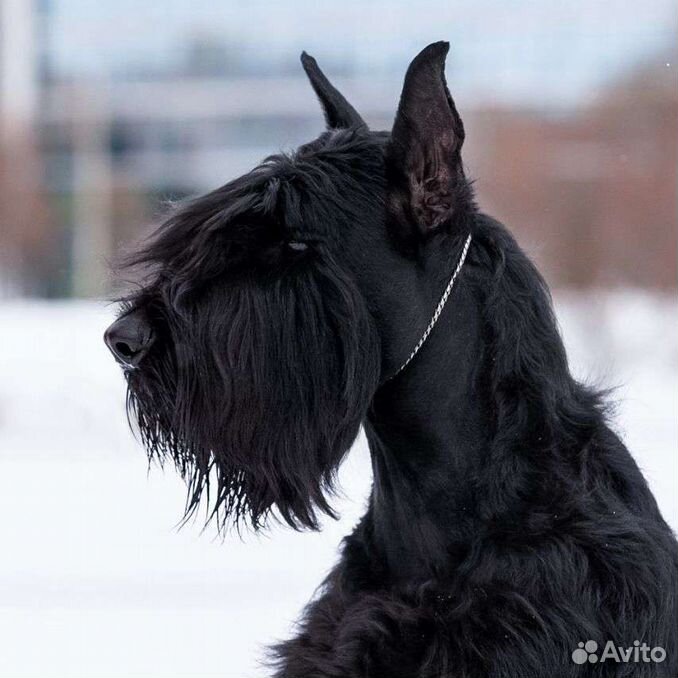 Вязка ризеншнауцер