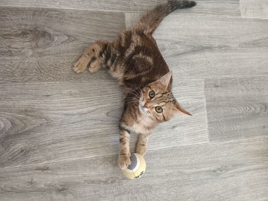 Шоколадный мраморный мальчик